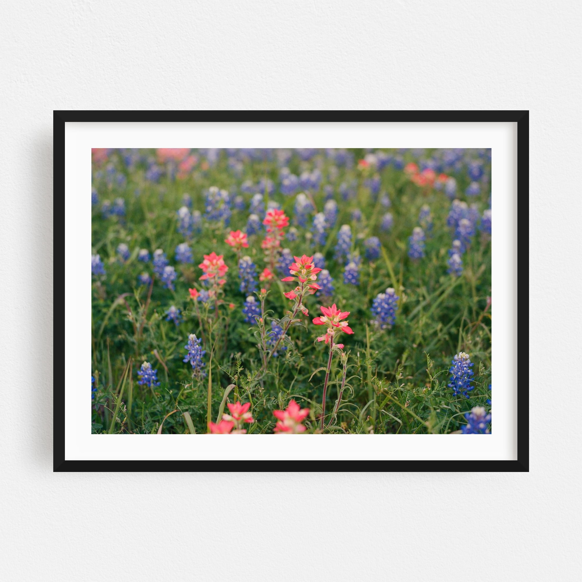 Texas Bluebonnet Field II - Austin Texas Photography Floral Flowers ...