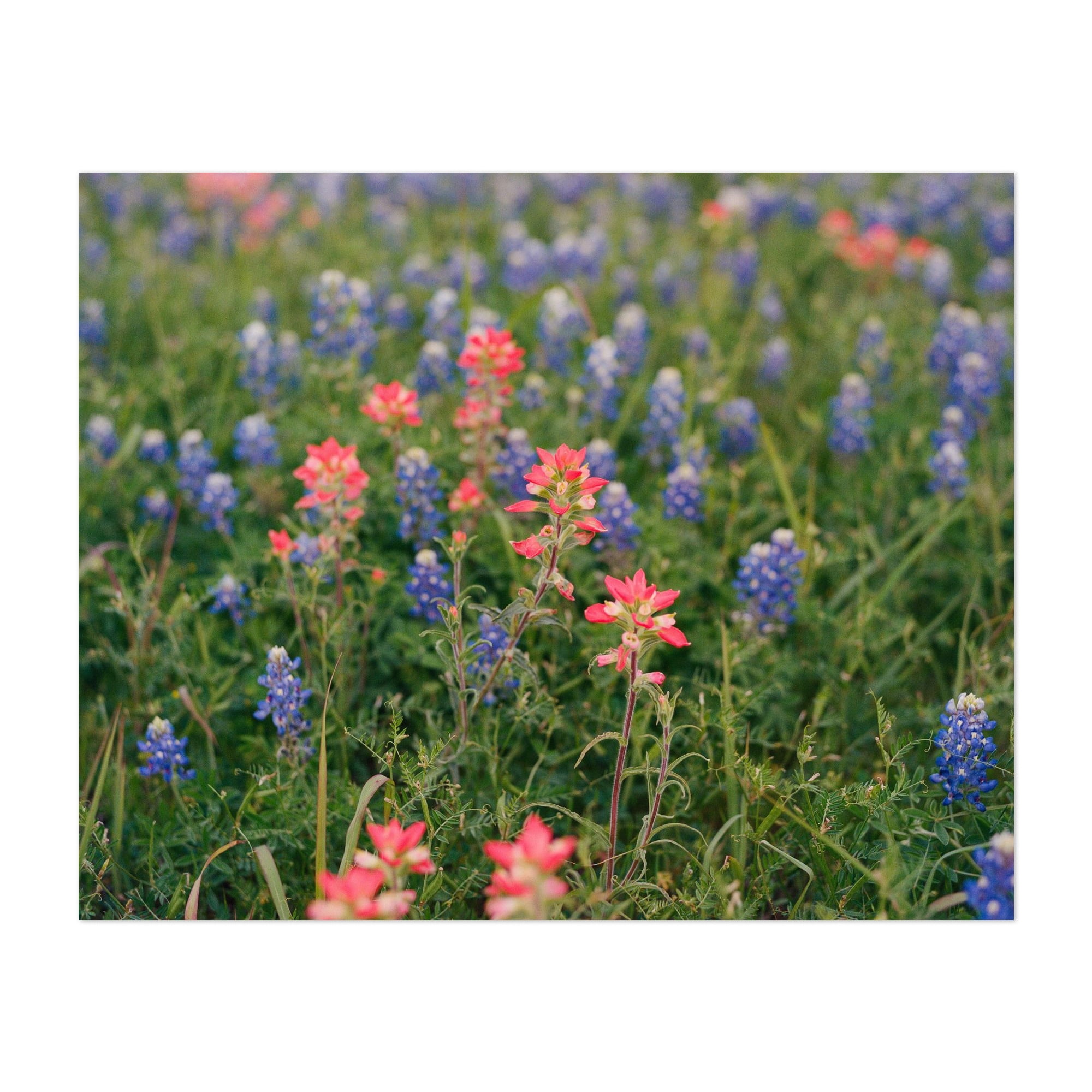 Texas Bluebonnet Field II - Austin Texas Photography Floral Flowers ...
