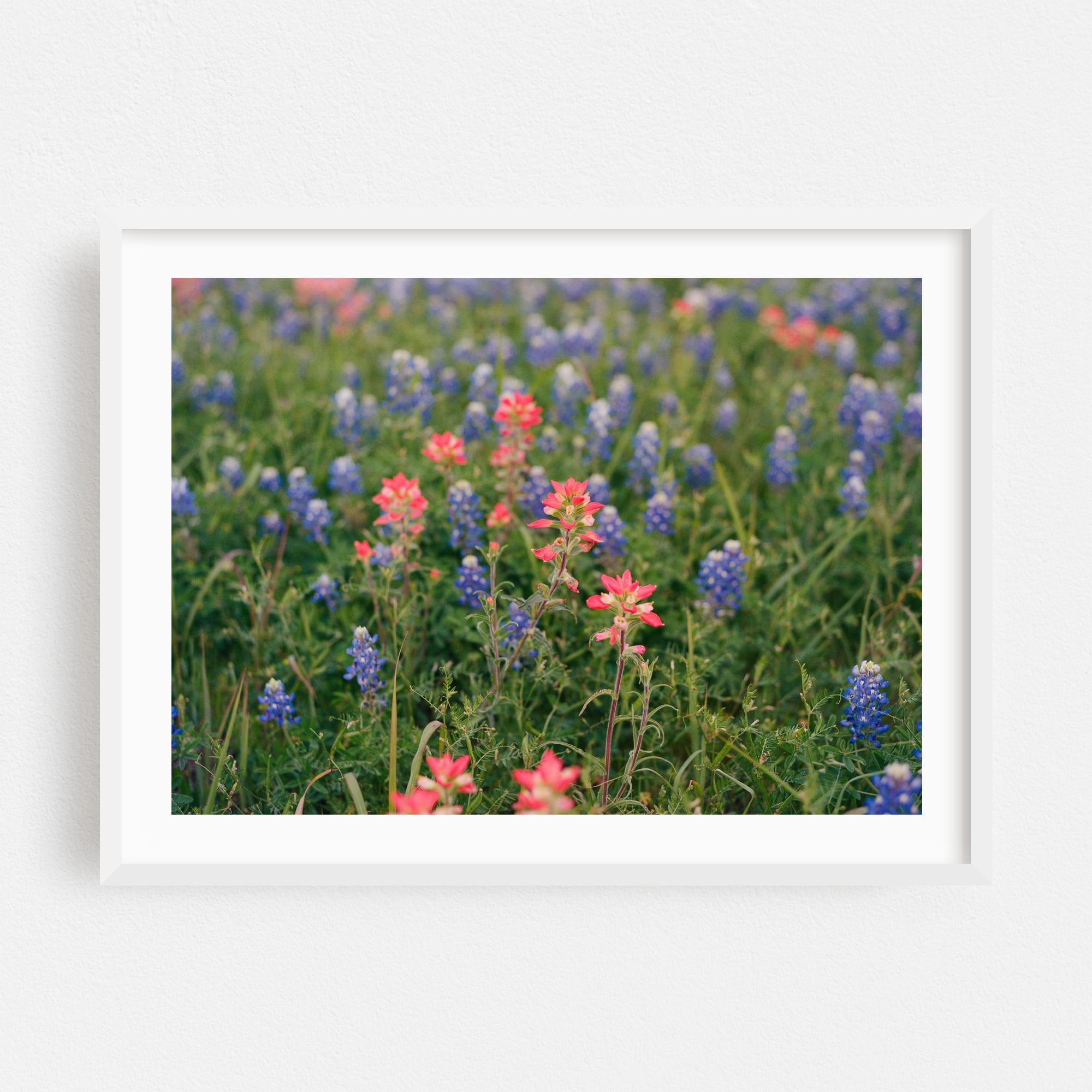 Texas Bluebonnet Field II - Austin Texas Photography Floral Flowers ...