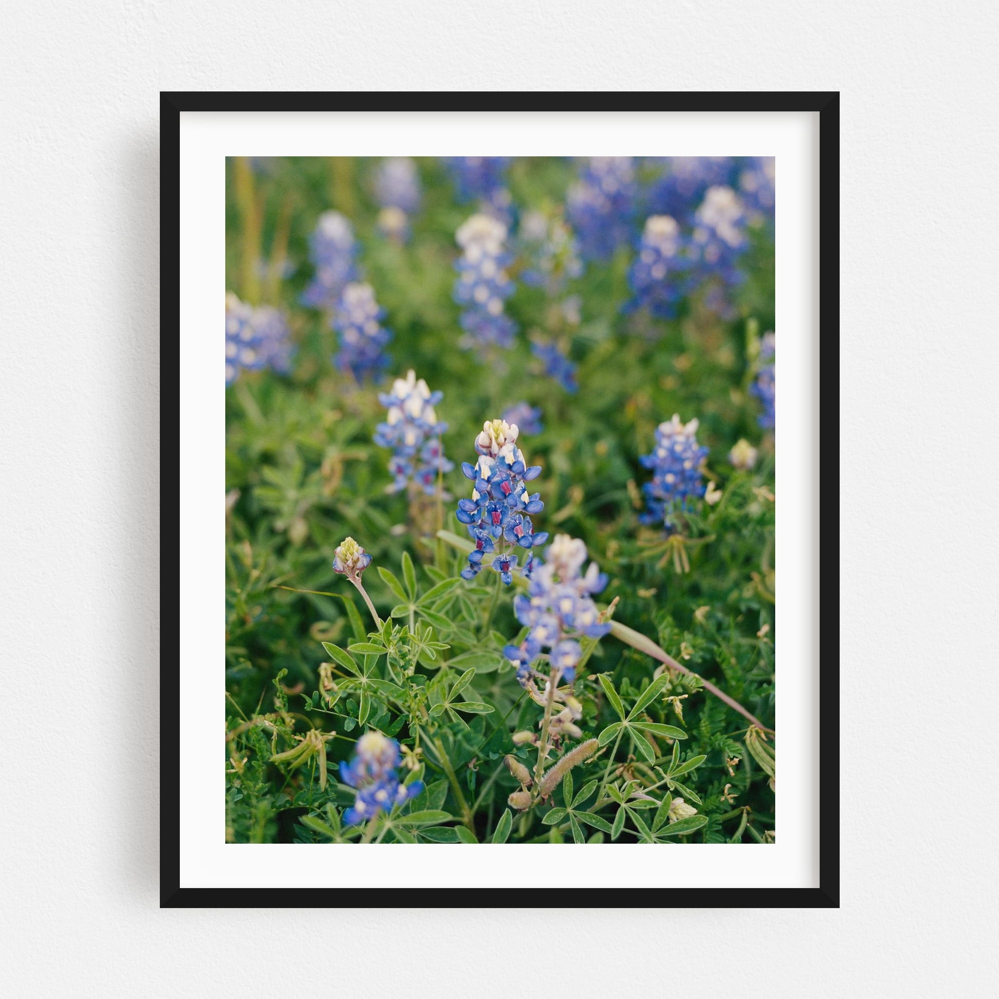 Texas Bluebonnet Field III - Austin Texas Photography Flowers Floral ...