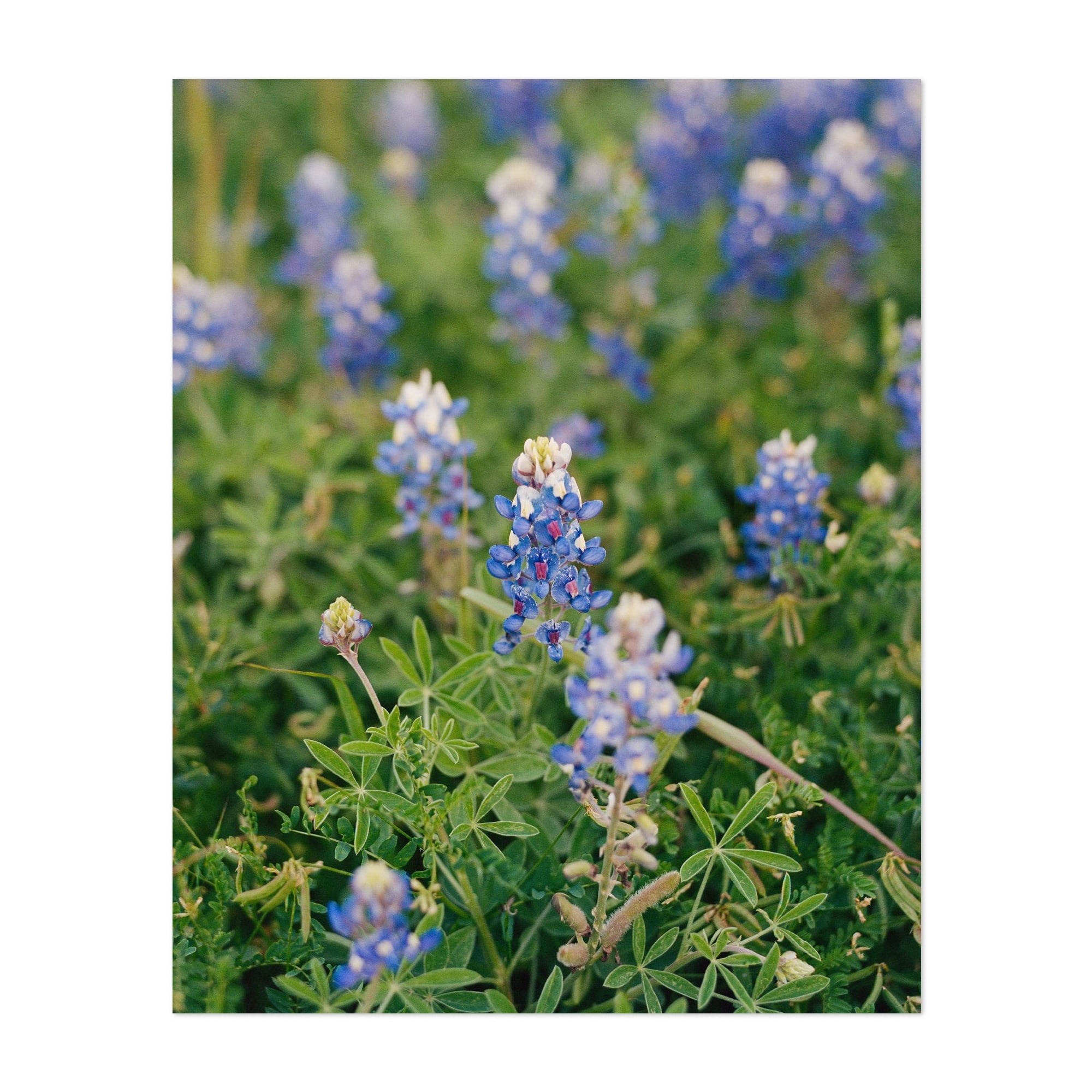 Texas Bluebonnet Field III - Austin Texas Photography Flowers Floral ...