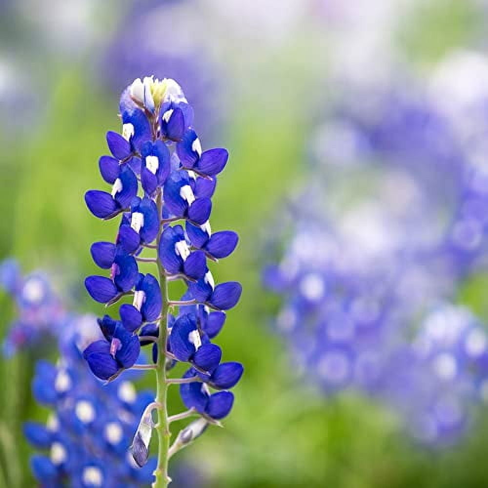 Texas Bluebonnet Seeds (Lupinus texensis) - Over 1,000 Premium Seeds ...