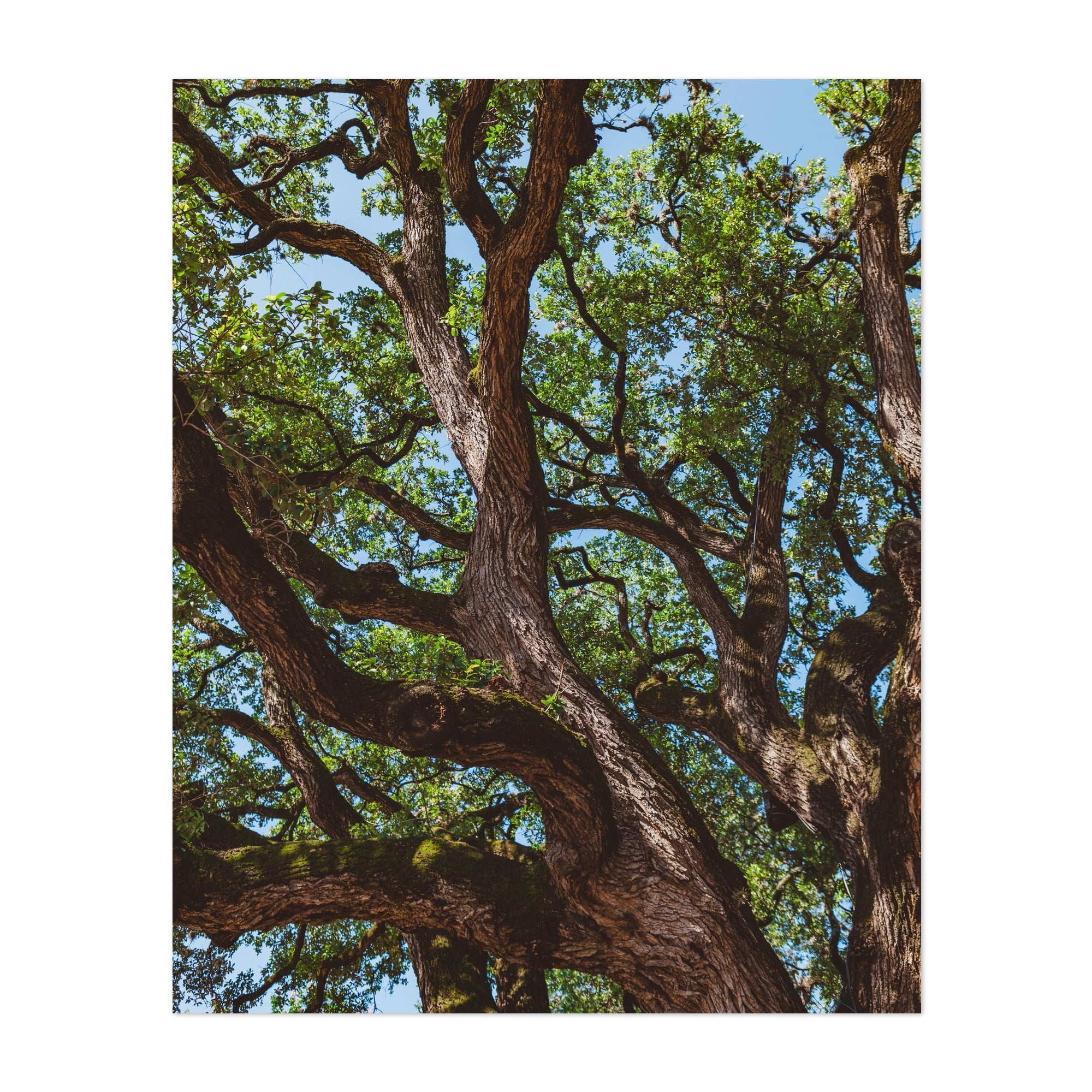 Texas Cottonwood - Austin Texas Photography Nature Forest Woodland ...