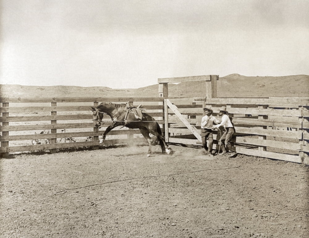Texas: Cowboys, C1907. /Ntwo Cowboys Breaking A Horse In A Corral On ...