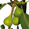 Texas Everbearing Fig Trees Live Fruit Trees – 2 Gallon Potted Plants ...