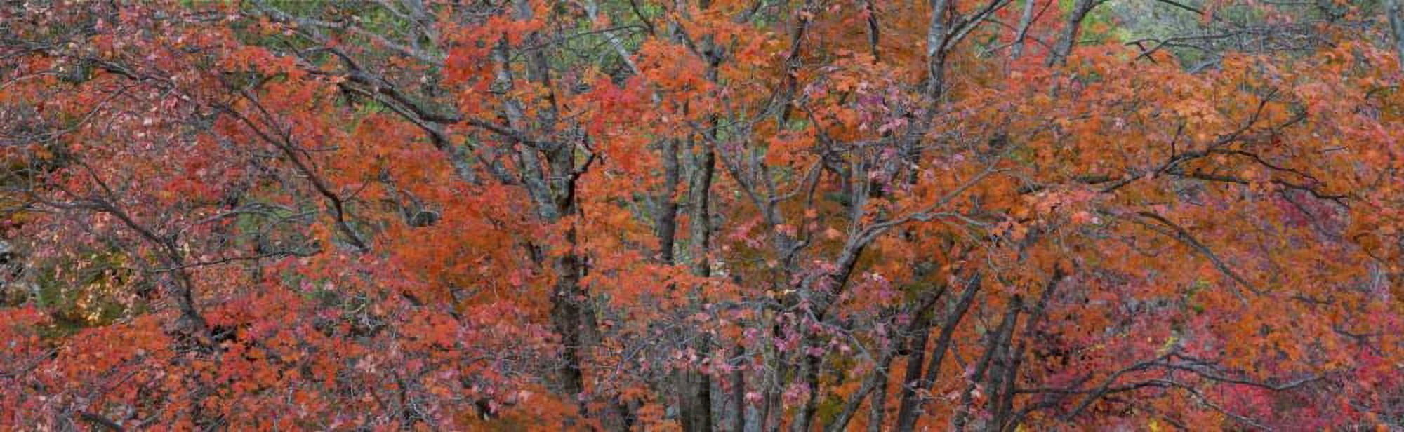 Texas, Guadalupe Mts NP Bigtooth maple trees by Don Paulson (36 x 11 ...