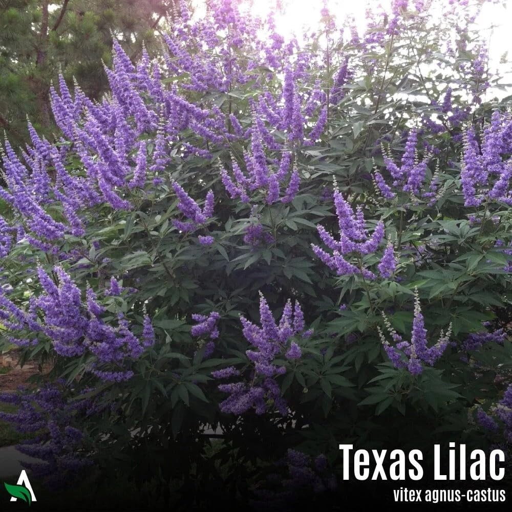 Texas Lilac (Vitex, TWE5 Chaste Tree) Seeds, 100 Count, Vitex Agnus ...