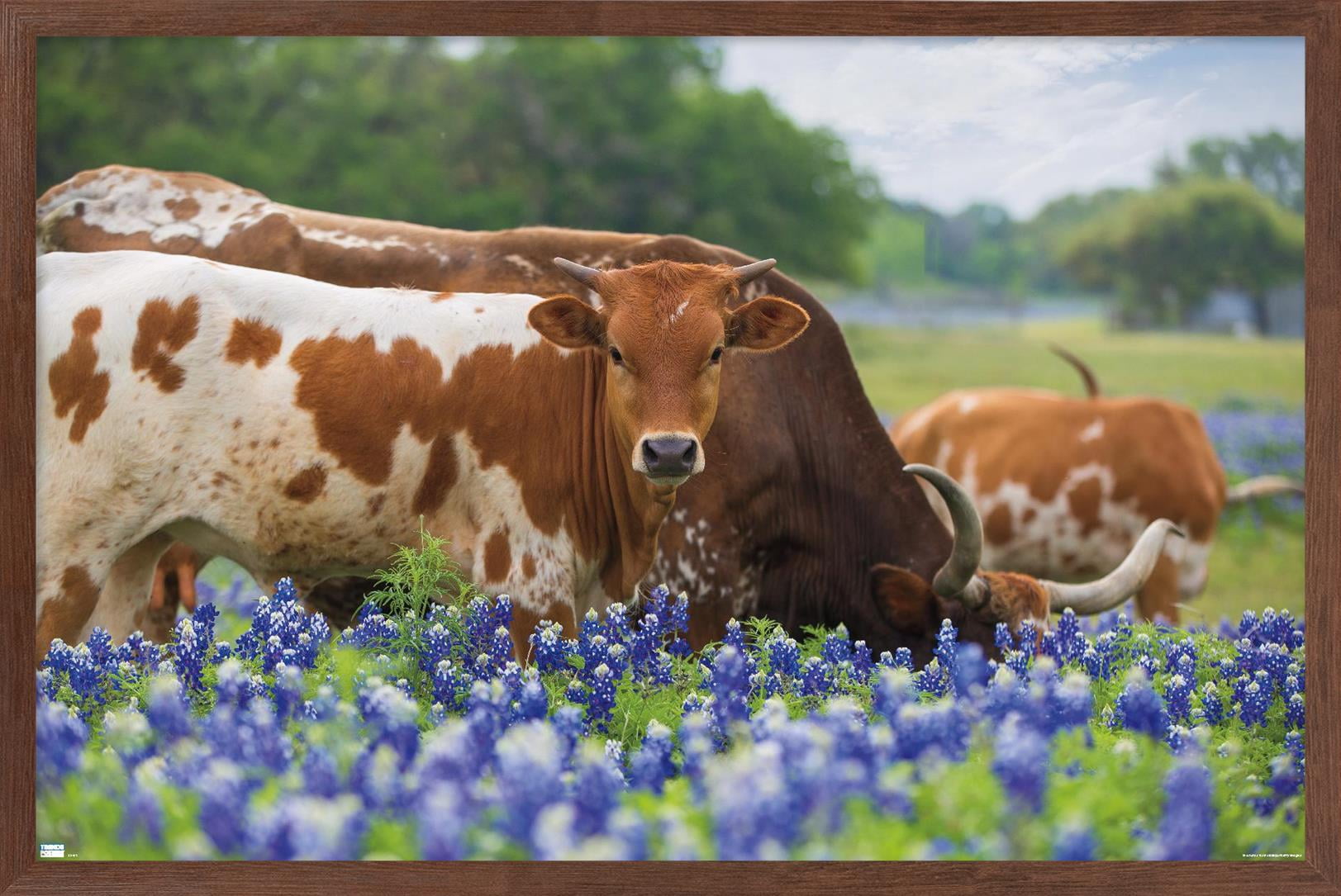 Texas - Longhorns Wall Poster, 14.725" x 22.375" Framed - Walmart.com