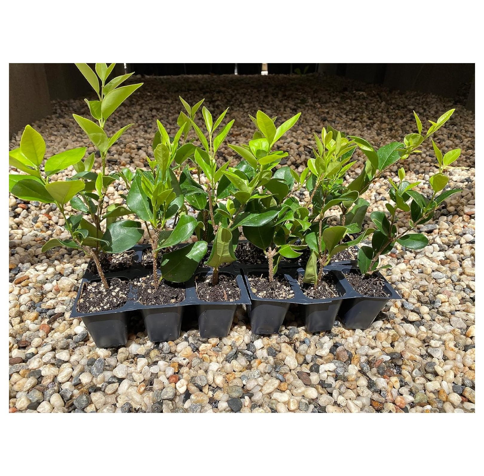 Texas Privets, 12 Live Plants, Thriving in 2.5" Nursery Containers ...