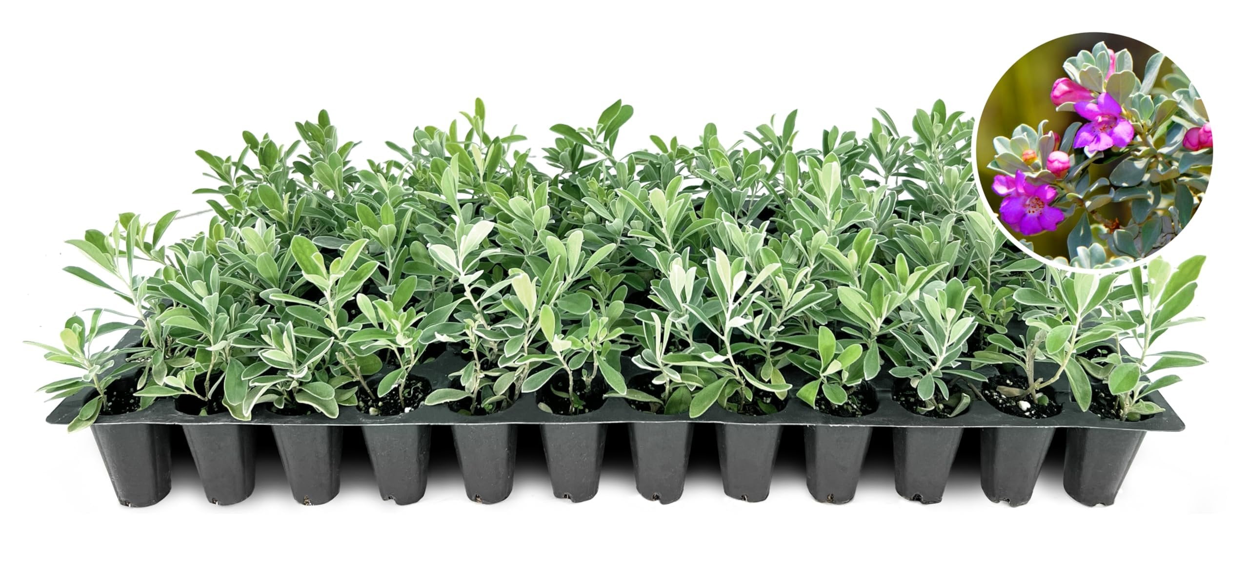 Outdoor Hardy Texas Sage - 10 Live Plants - Low Maintenance, Drought ...