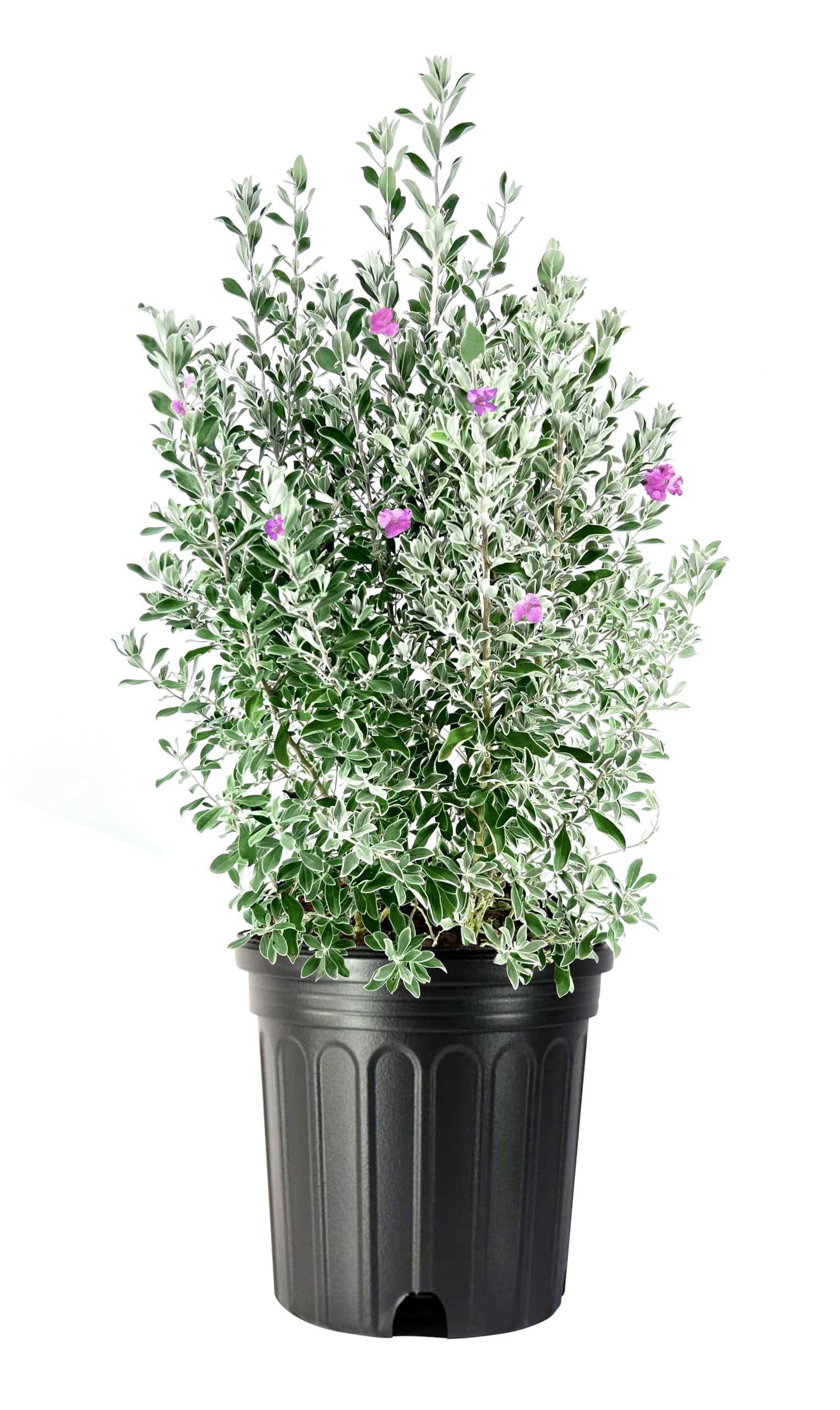 Texas Sage 3 Extra Large 3 Gallon Plants Leucophyllum frutescens ...