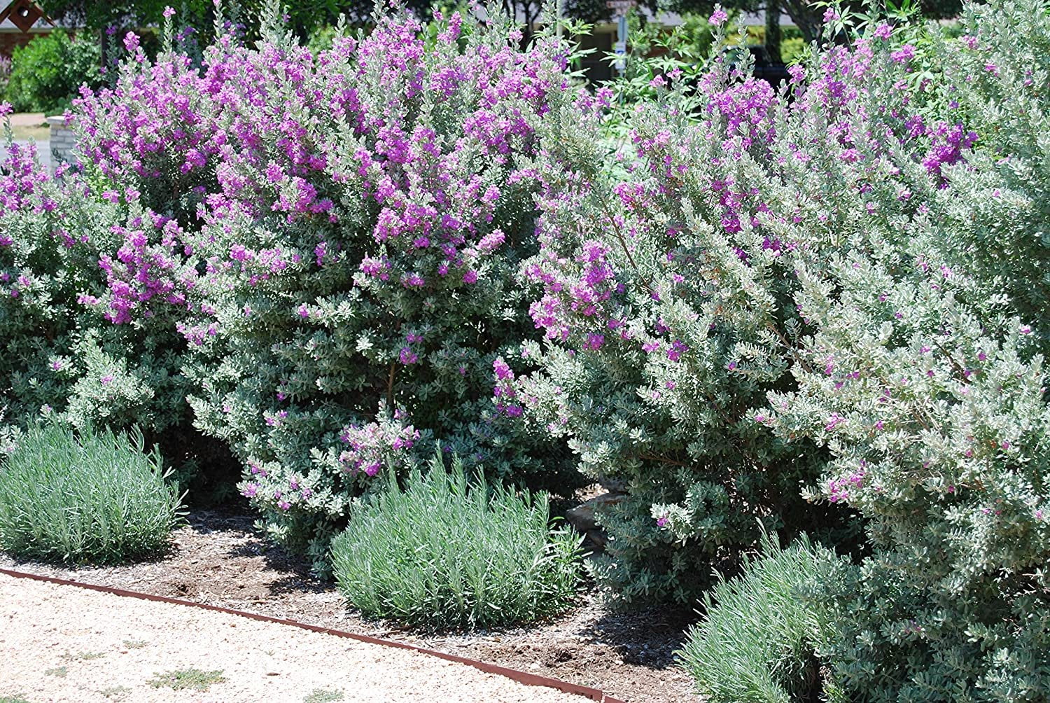 Texas Sage - 3 Live Plants - Leucophyllum Frutescens - Low Maintenance ...