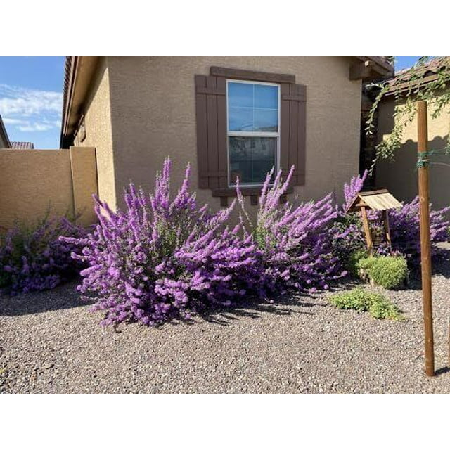 Texas Sage | Extra Large 3 Gallon Plants | Leucophyllum frutescens ...