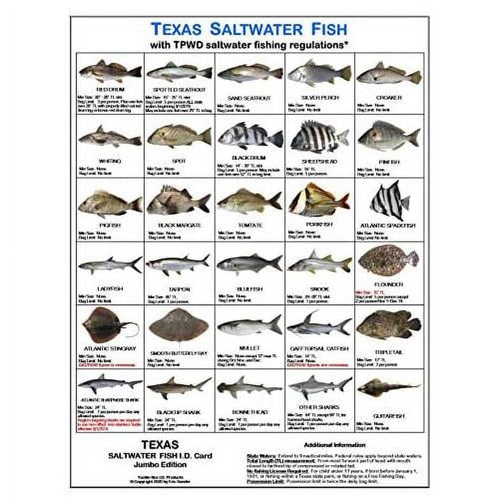 Texas Saltwater Fish Species Saltwater Fishes Of The Texas Gulf