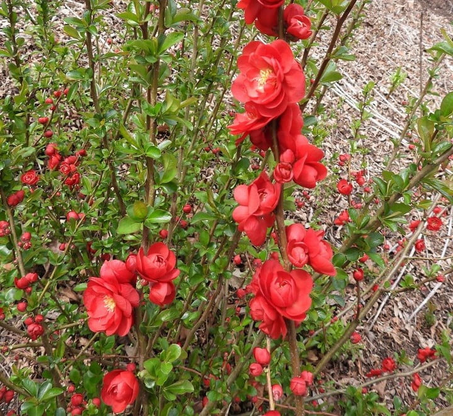 Texas Scarlet Flowering Quince - Live Plant - ( 2.5 QT ) - Bright Red ...