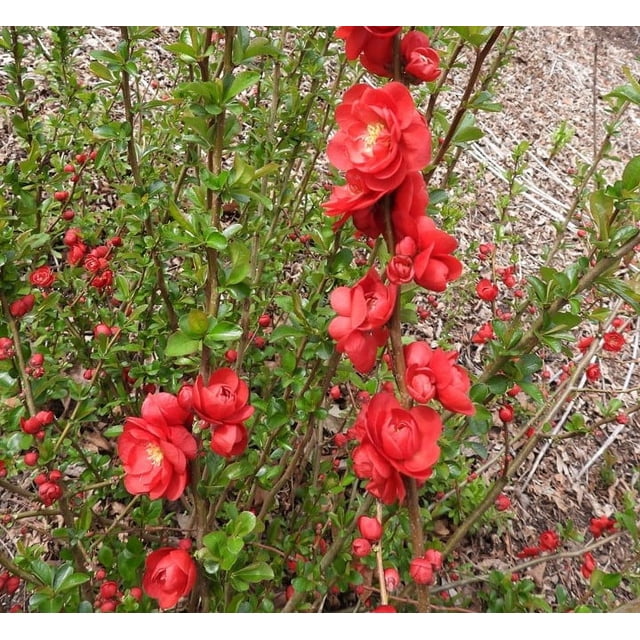 Texas Scarlet Flowering Quince - Live Plant - ( 2.5 QT ) - Bright Red ...