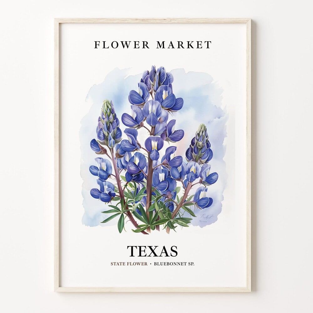 Texas State Flower Art Print, Bluebonnet 1960'S Wall Art, Texas Flower ...
