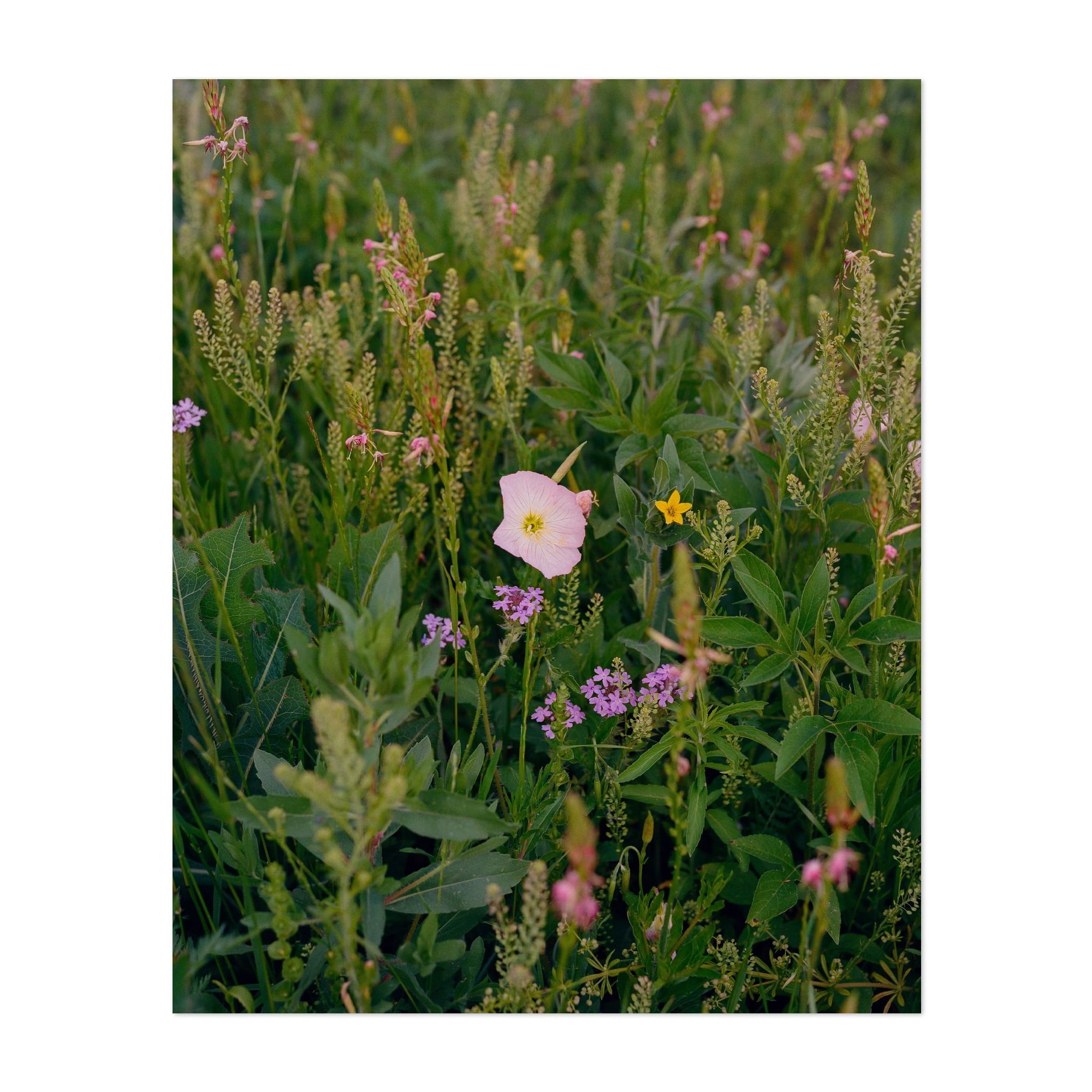 Texas Wildflower - Austin Texas Photography Floral Flowers Nature ...