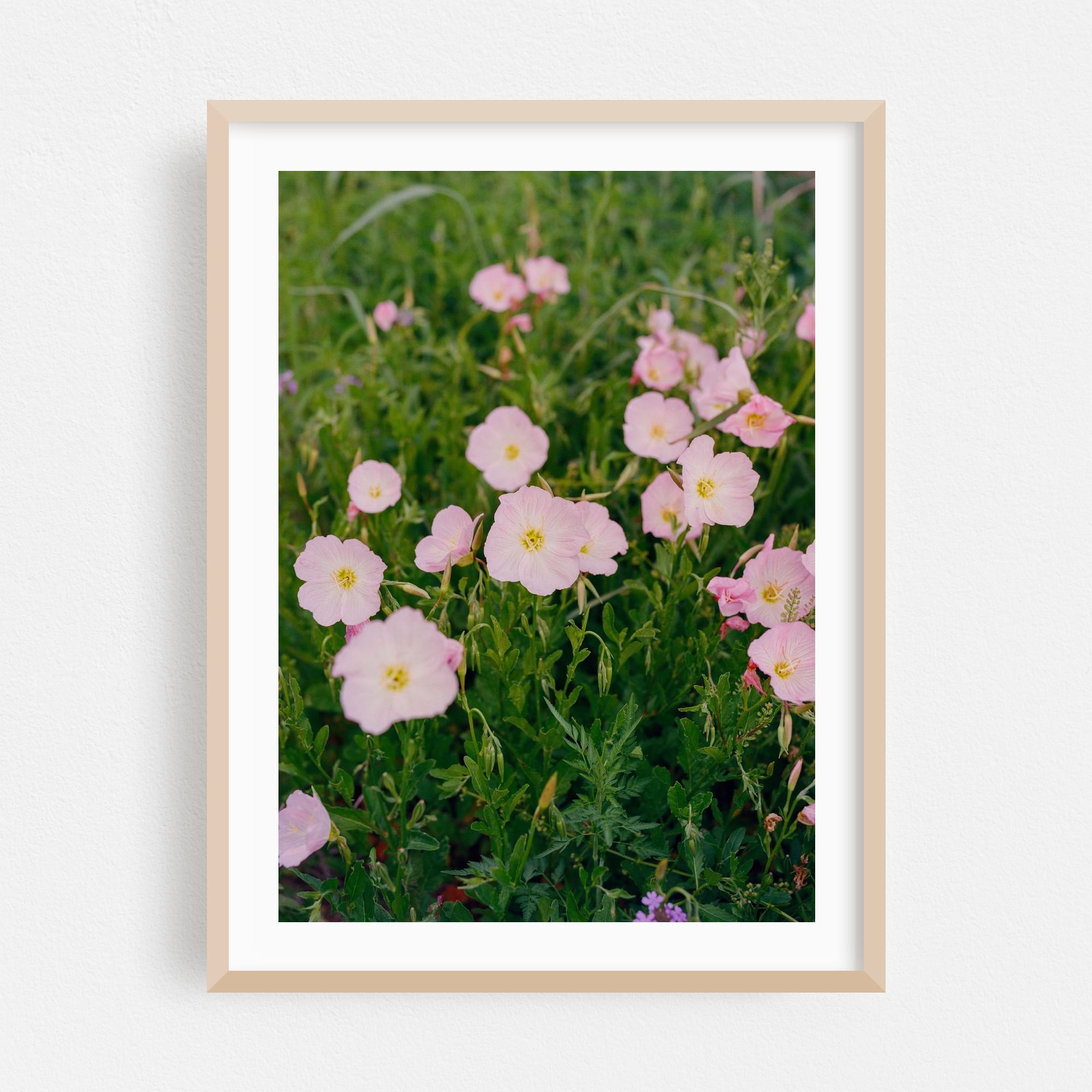 Texas Wildflower III - Austin Texas Photography Floral Flowers Nature ...