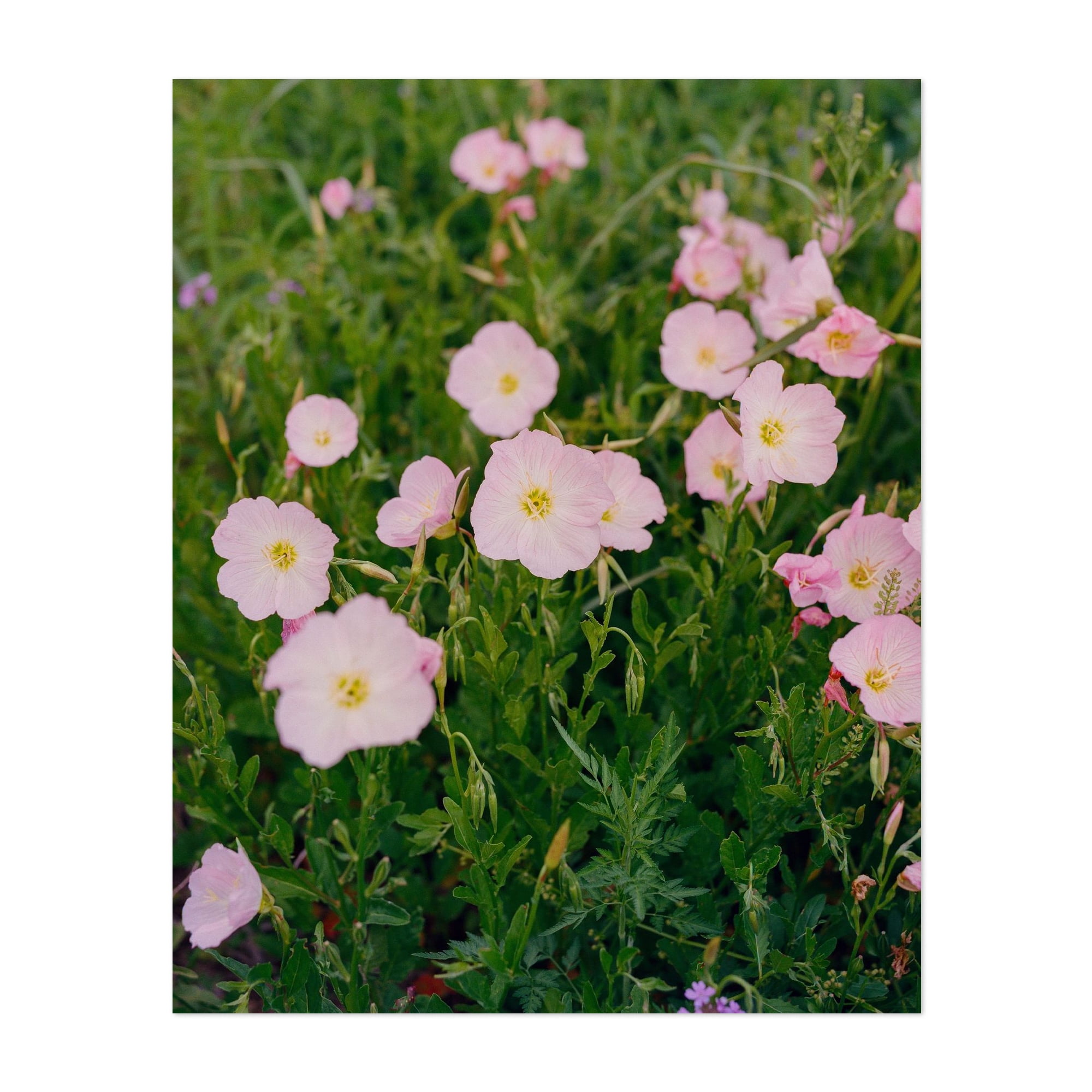 Texas Wildflower III - Austin Texas Photography Floral Flowers Nature ...