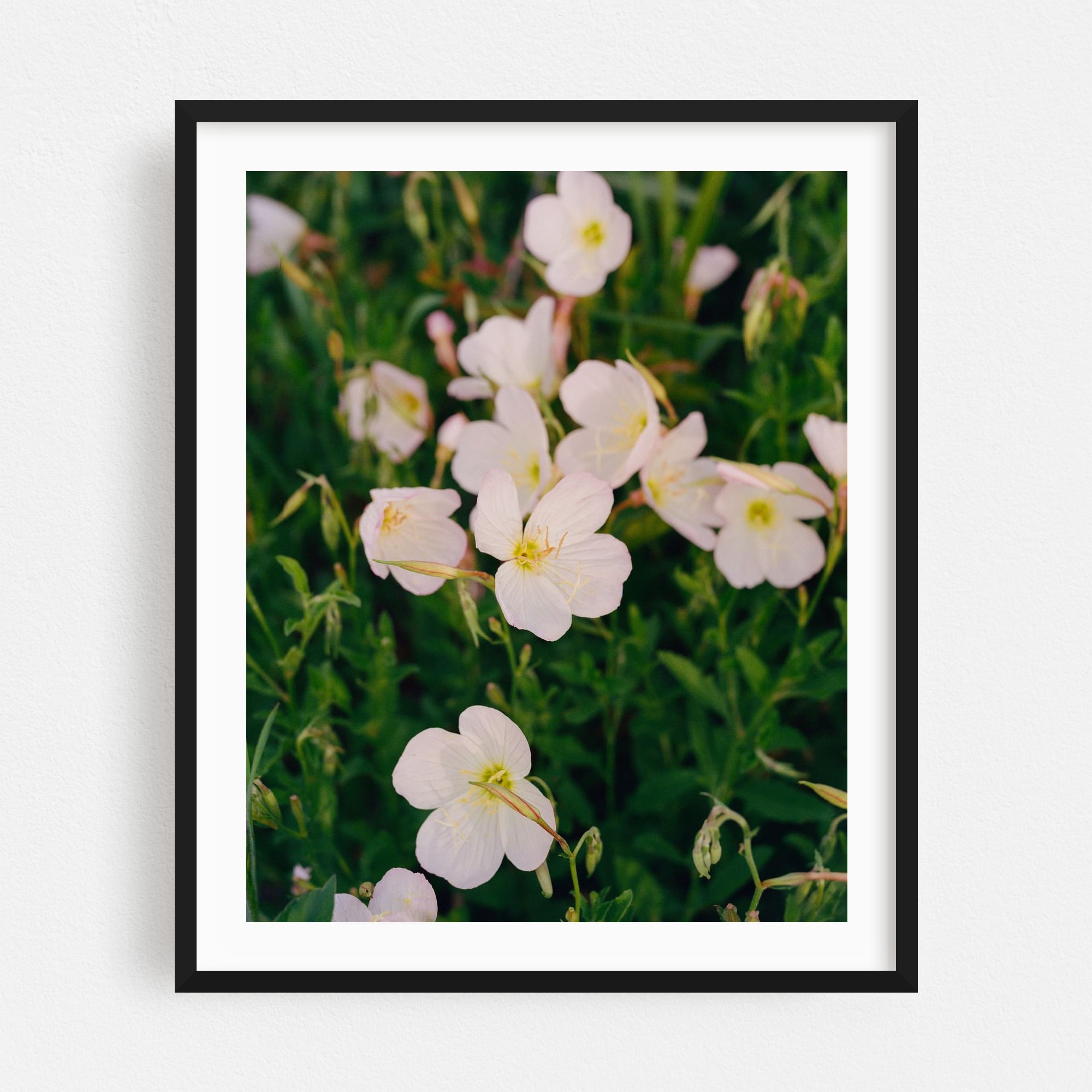Texas Wildflower IV - Austin Texas Photography Flowers Floral Botanical ...