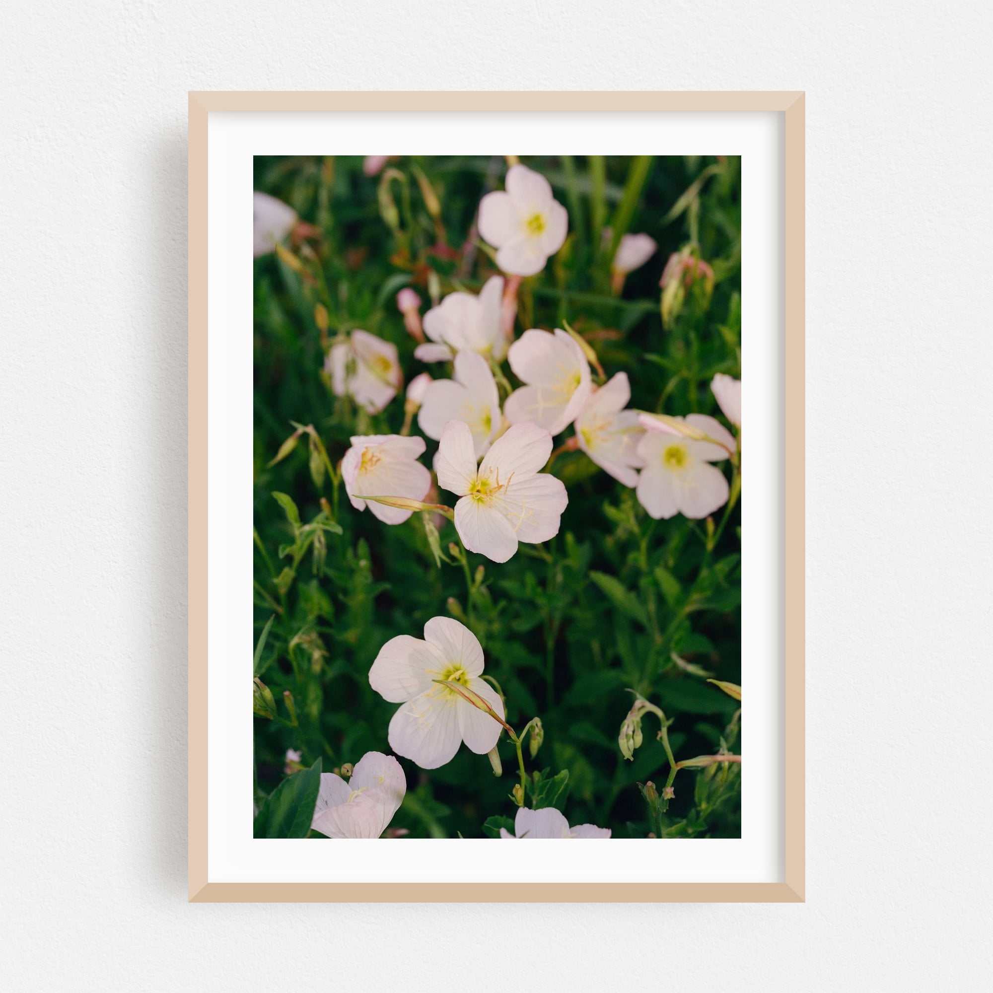 Texas Wildflower IV - Austin Texas Photography Flowers Floral Botanical ...
