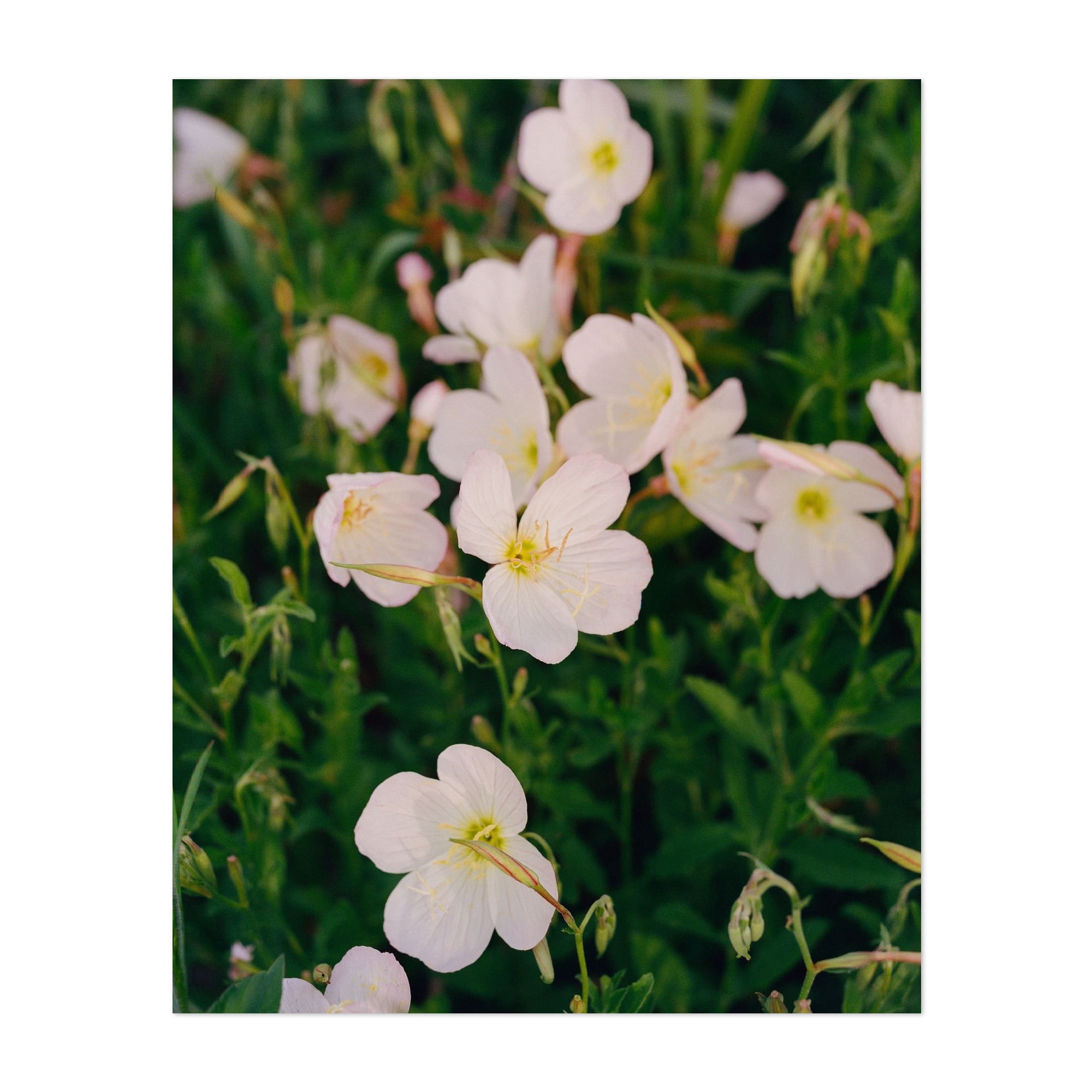 Texas Wildflower IV - Austin Texas Photography Flowers Floral Botanical ...