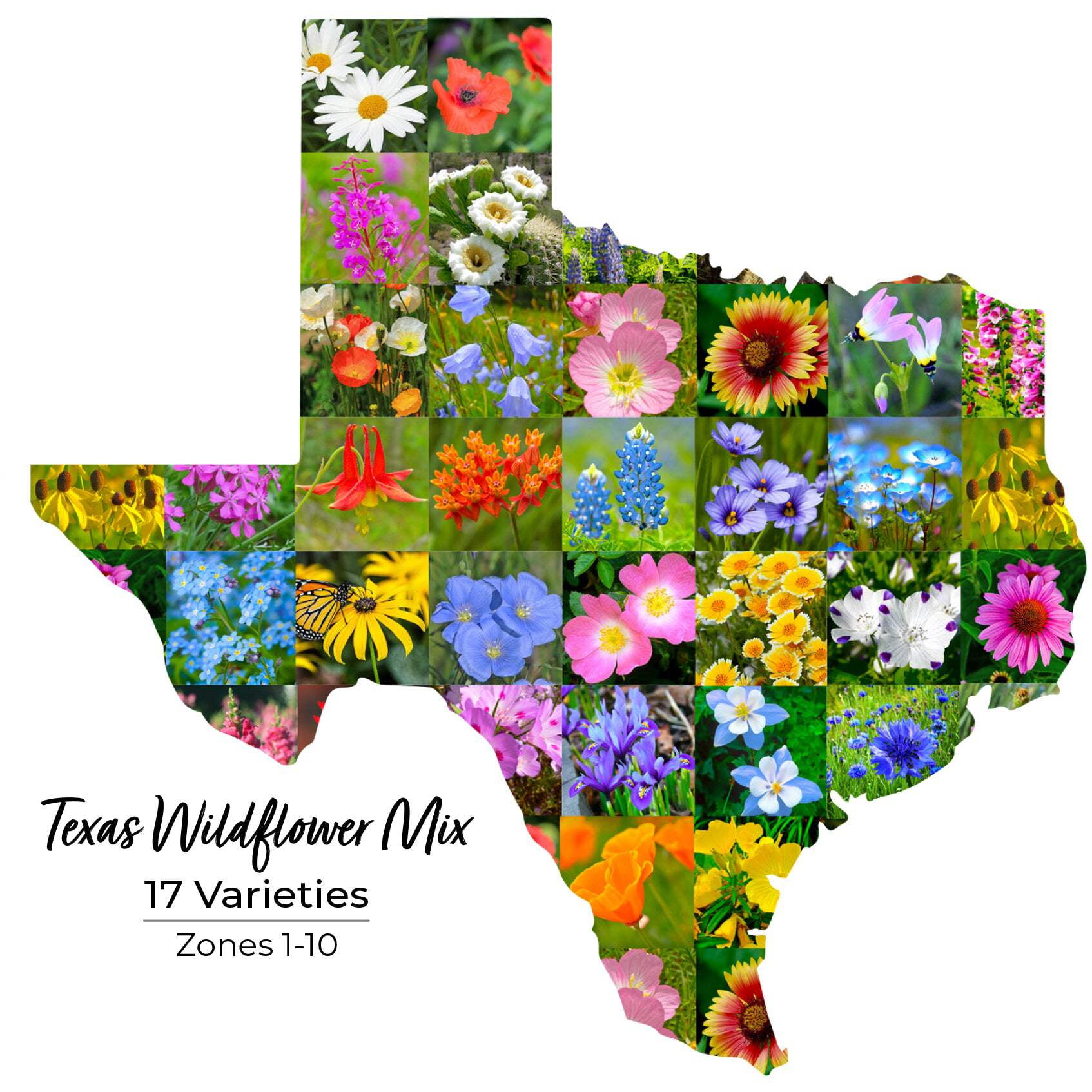 Texa Wildflower