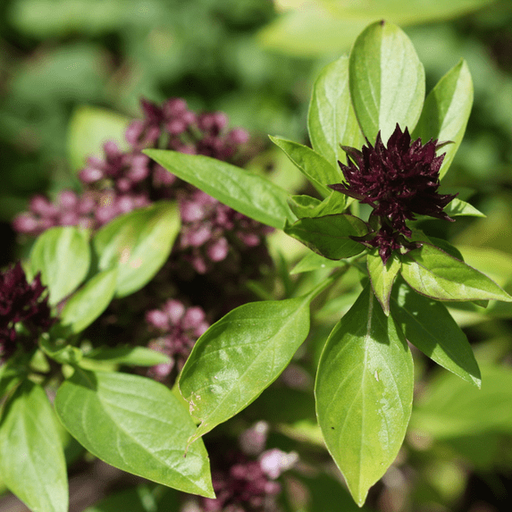 Thai Basil Plant Live, 4-6 Inch Fresh Herb Basil for Indoor or Outdoor ...
