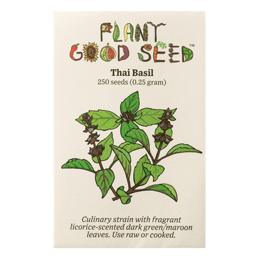 3000 Holy Basil Seeds - Hung NSD3 Que - AKA. Thai Basil, Asian Basil ...