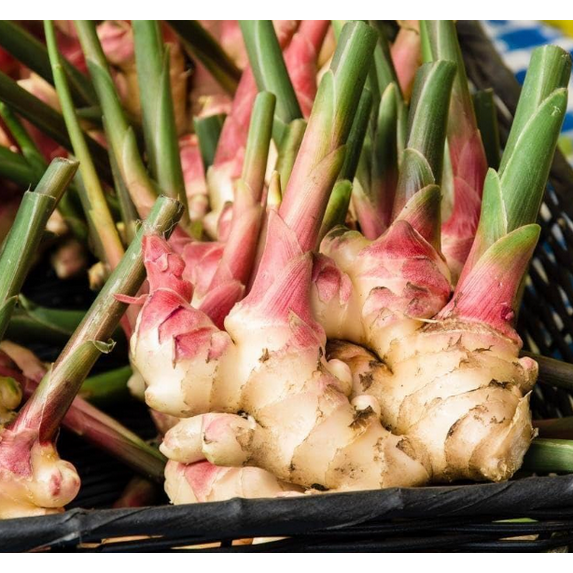 Thai Ginger Plant Live for Planting, Alpinia Galangal Plant for The ...