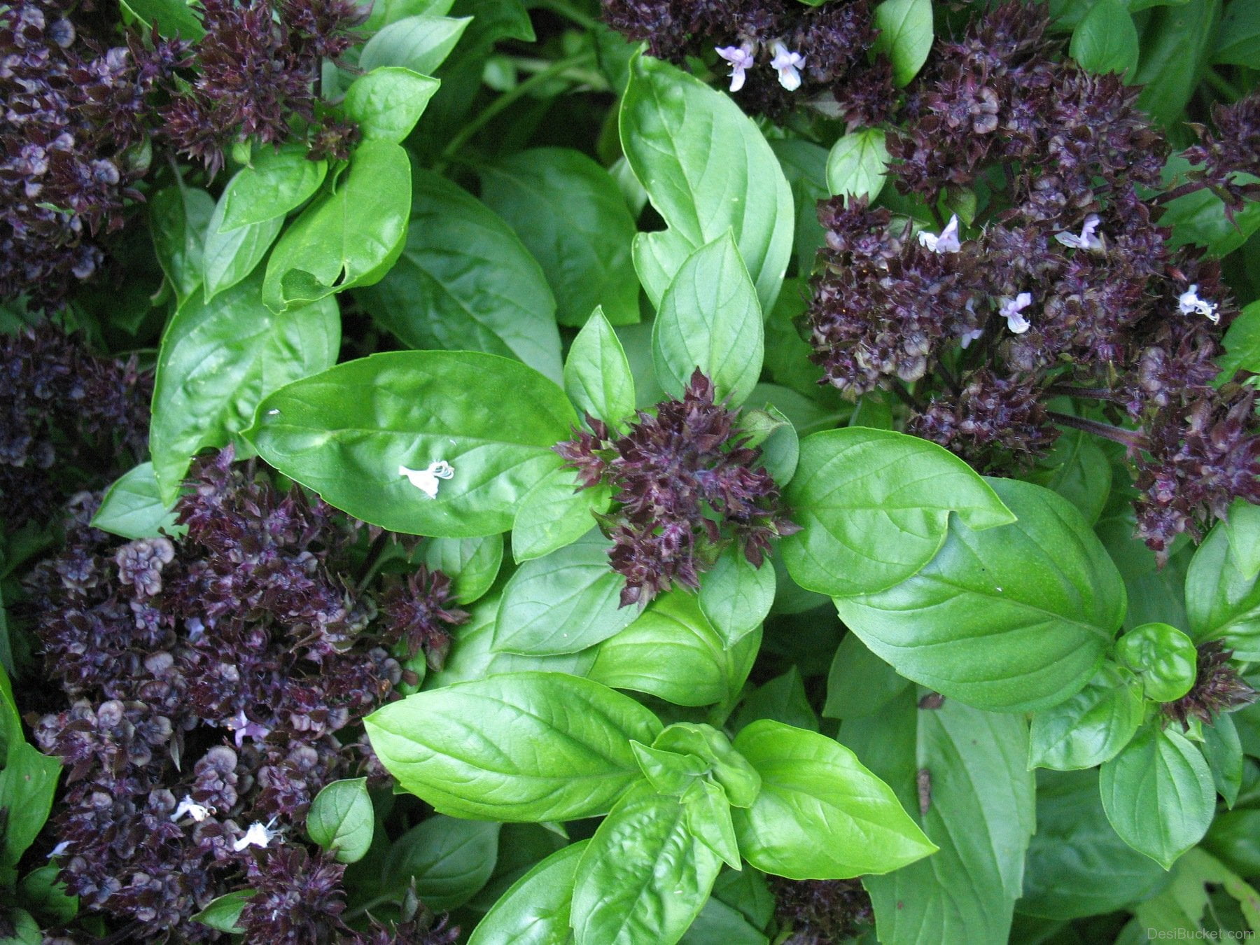 Thai Magic Basil - 3" Pot - Walmart.com