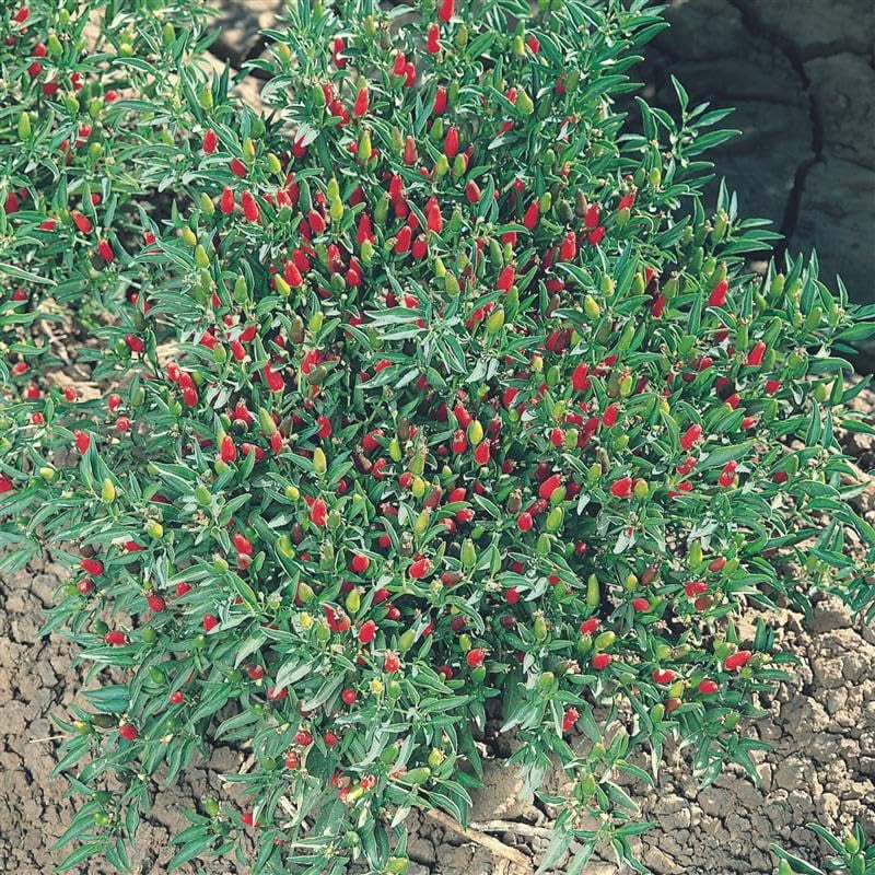 Thai Ornamental Hot Pepper Seeds 1 Oz ~12,288 Seeds – Non-GMO, Heirloom ...