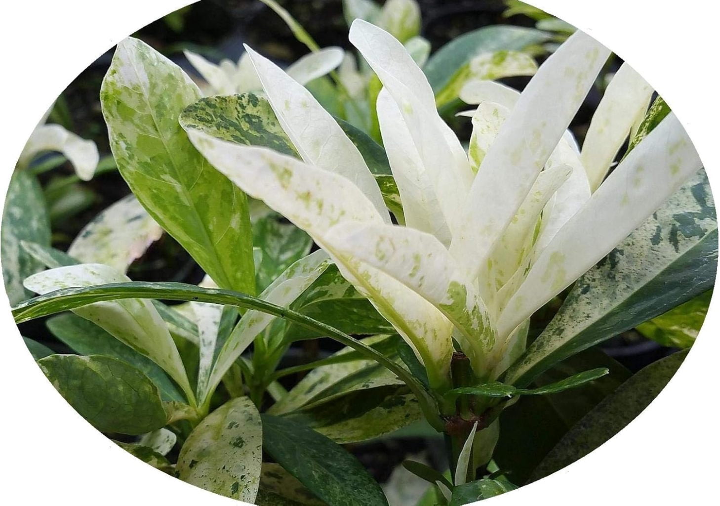 Thai Snow Ixora Tropical Live Plant Rare Hybrid Variegated Leaves White ...