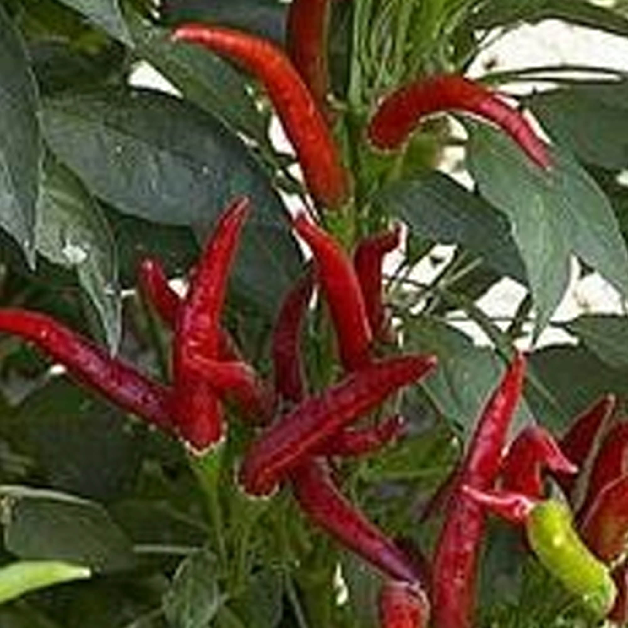 Thai Super Chili F1 Pepper - 250 mg ~30 Seeds - Hybrid F1, Non-GMO ...