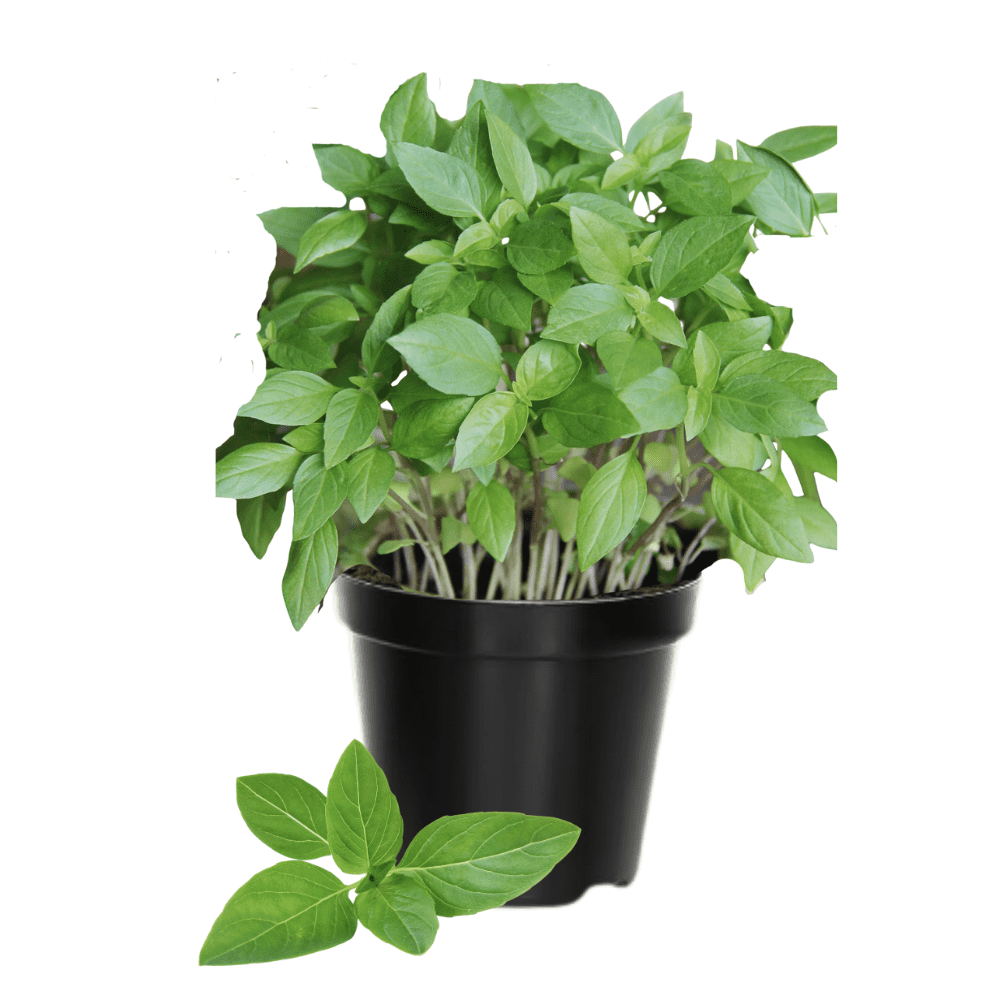 Thai Sweet Basil Live Plant, Edible Herb for Patio, Balcony and Outdoor ...