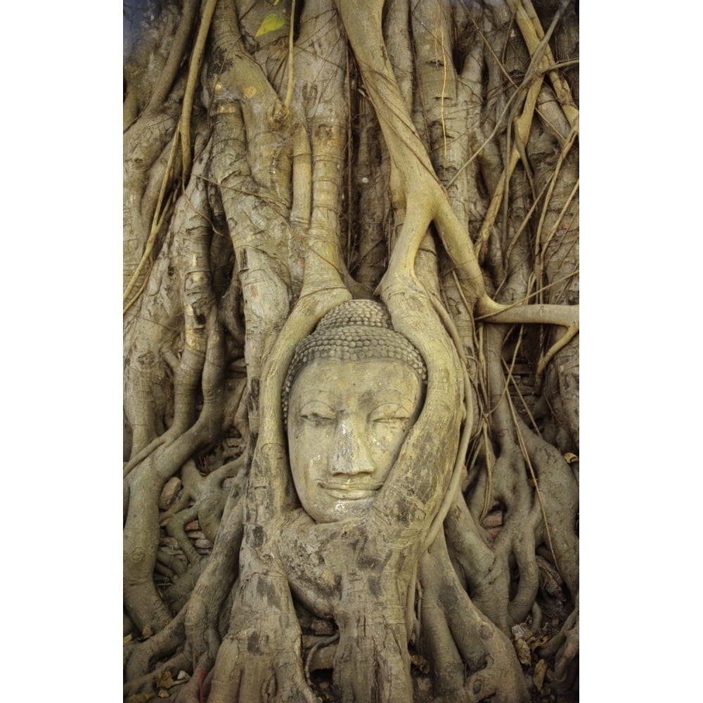 Thailand Ayuthaya Close up Of Stone Buddha Head With Tree Roots Growing ...