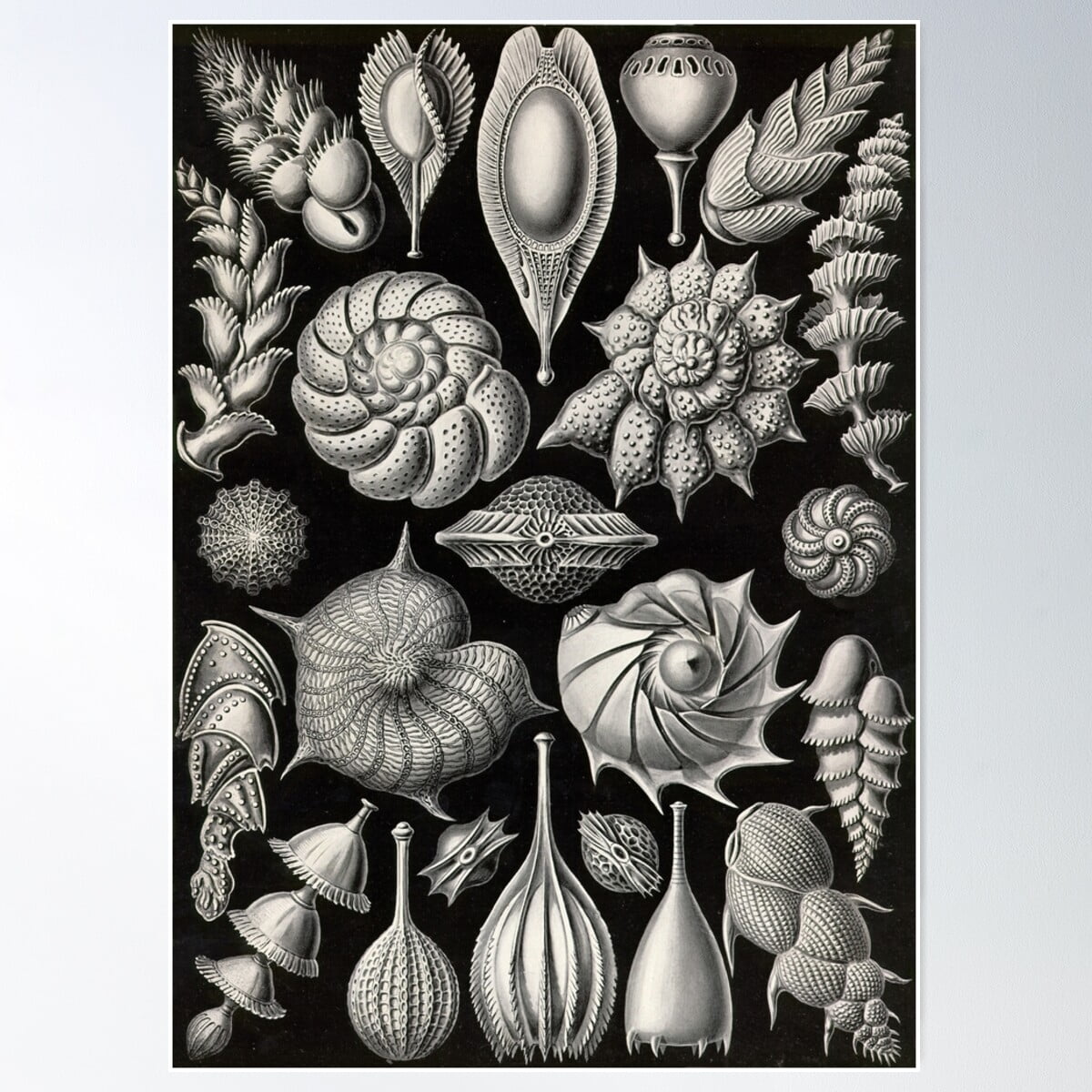 Thalamophora (Assorted) - Poster Wall Art, Modern Wall Decor For Living ...