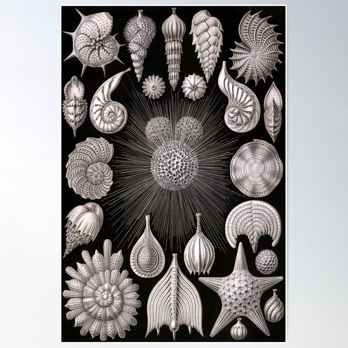 Thalamophora (Foraminifera: Foraminifers - A Protozoan) - Ernst Haeckel ...