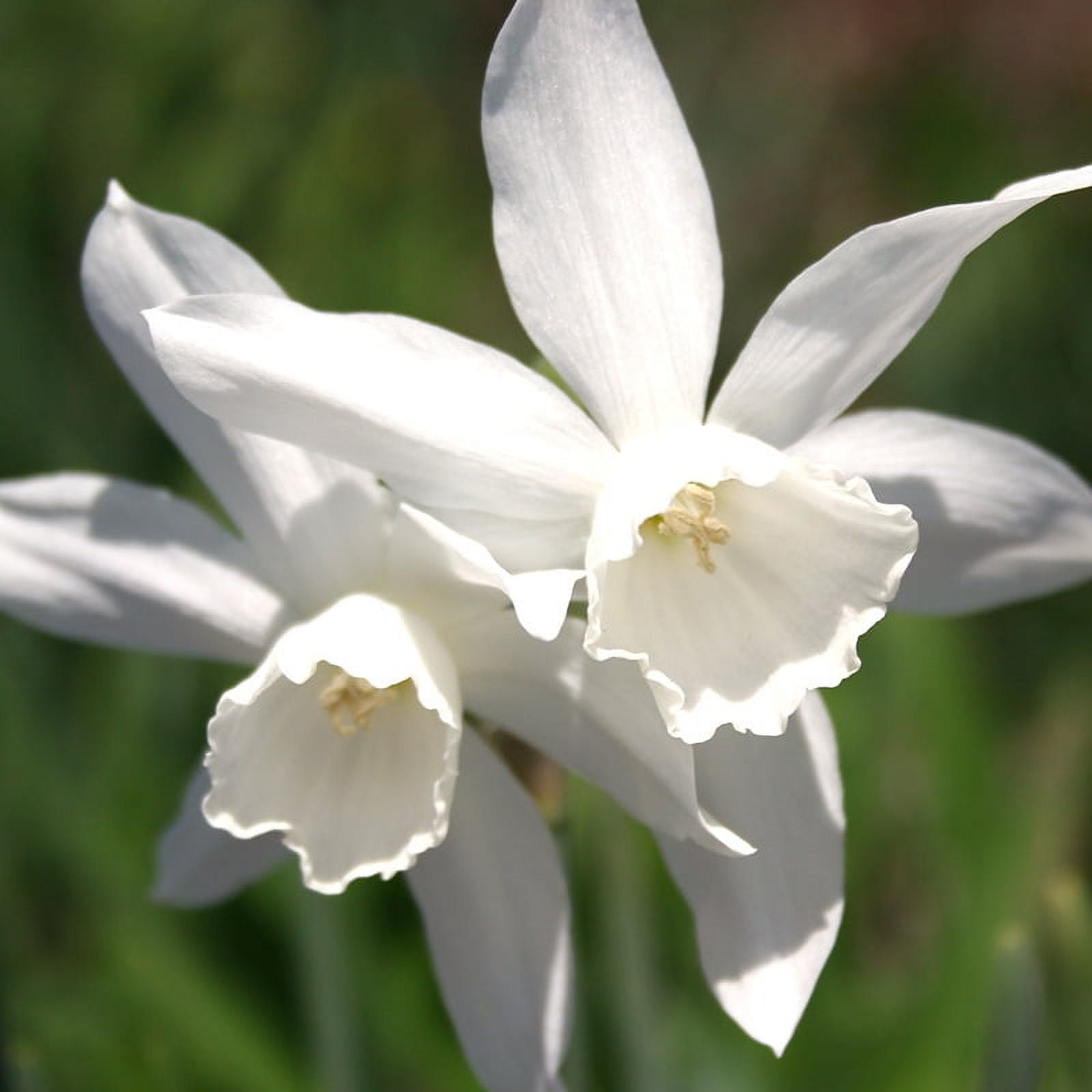 Thalia Daffodil Flower Bulbs - 5 Bulbs per Pack - Pleasantly Scented ...