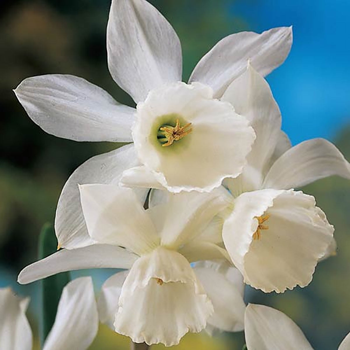 Thalia Fragrent Dormant Spring Flowering Bulbs 25 Pack - Walmart.com