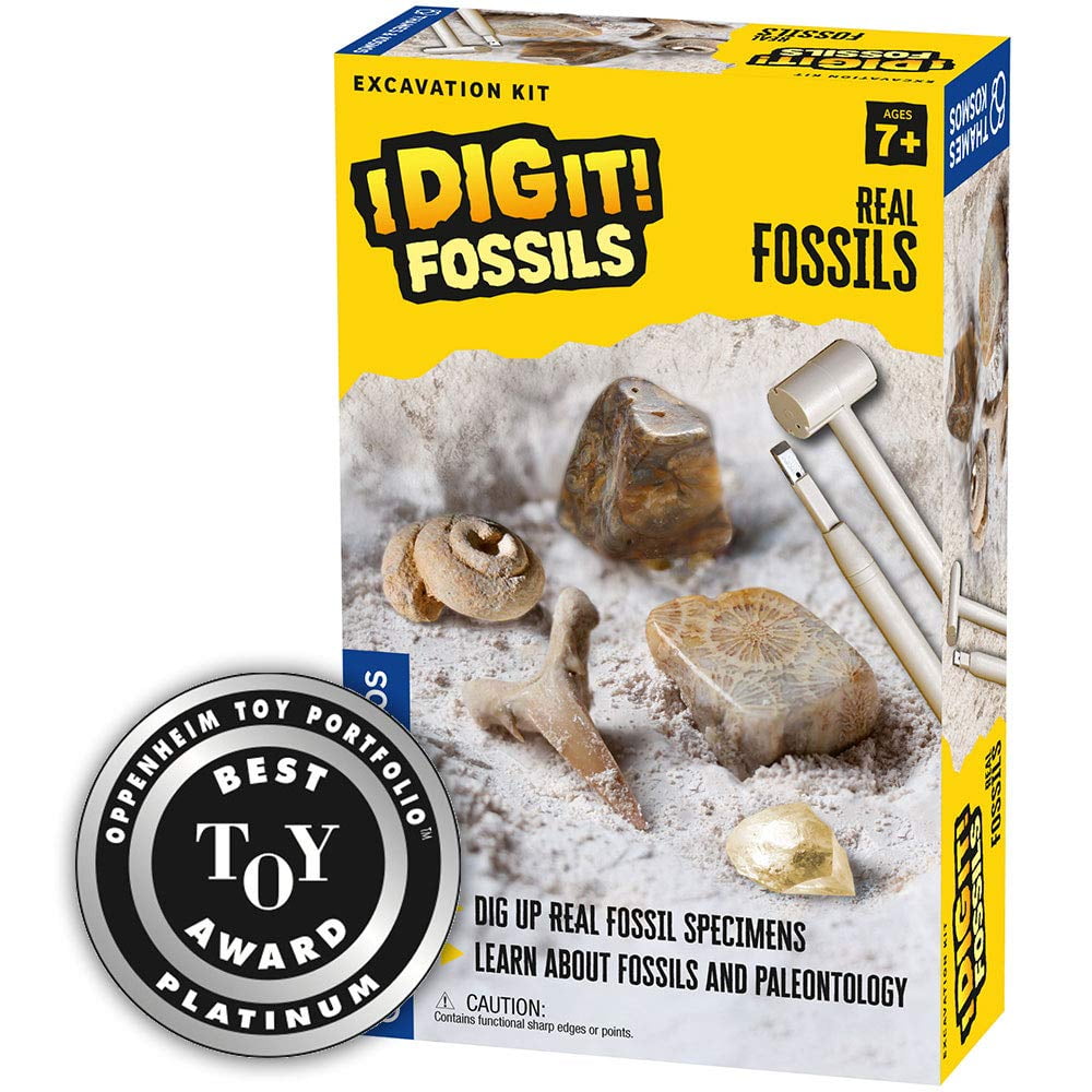 Thames & Kosmos I TSF6 Dig It! Fossils - Real Fossils Excavation Kit | Science Experiment Kit ...
