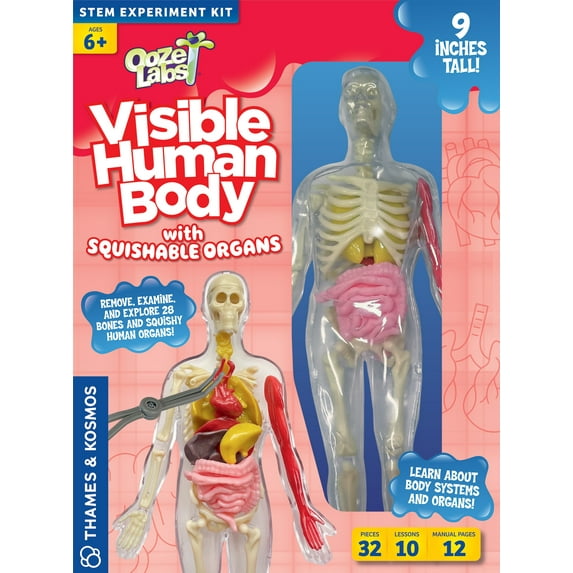 Thames & Kosmos Ooze Labs: Visible Human Body Model with Squishable ...