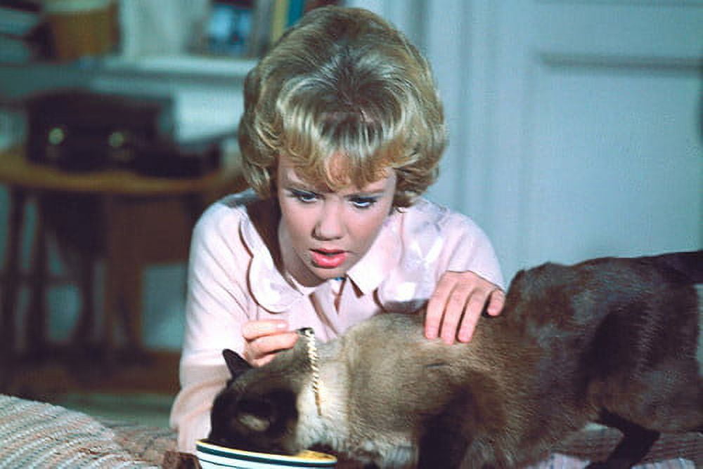 That Darn Cat! Hayley Mills and cat 24x36 Poster - Walmart.com
