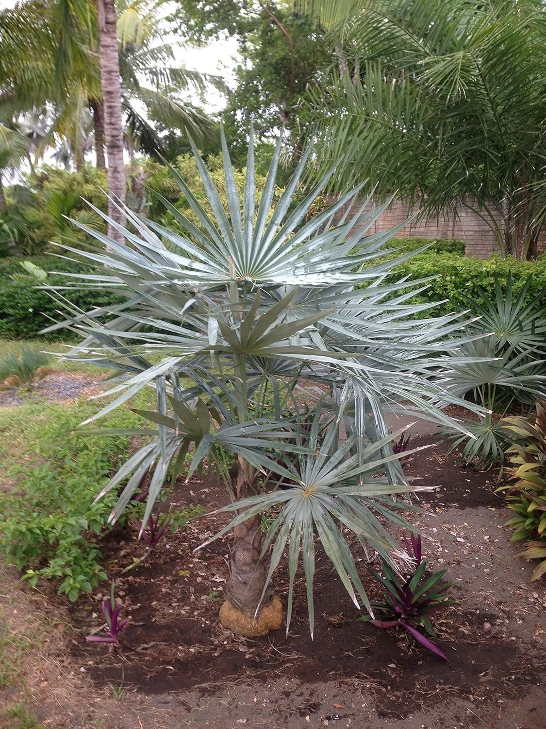 Thatch Palm 'Azul' - Live Plant in a 1 Gallon Pot - Coccothrinax Azul ...