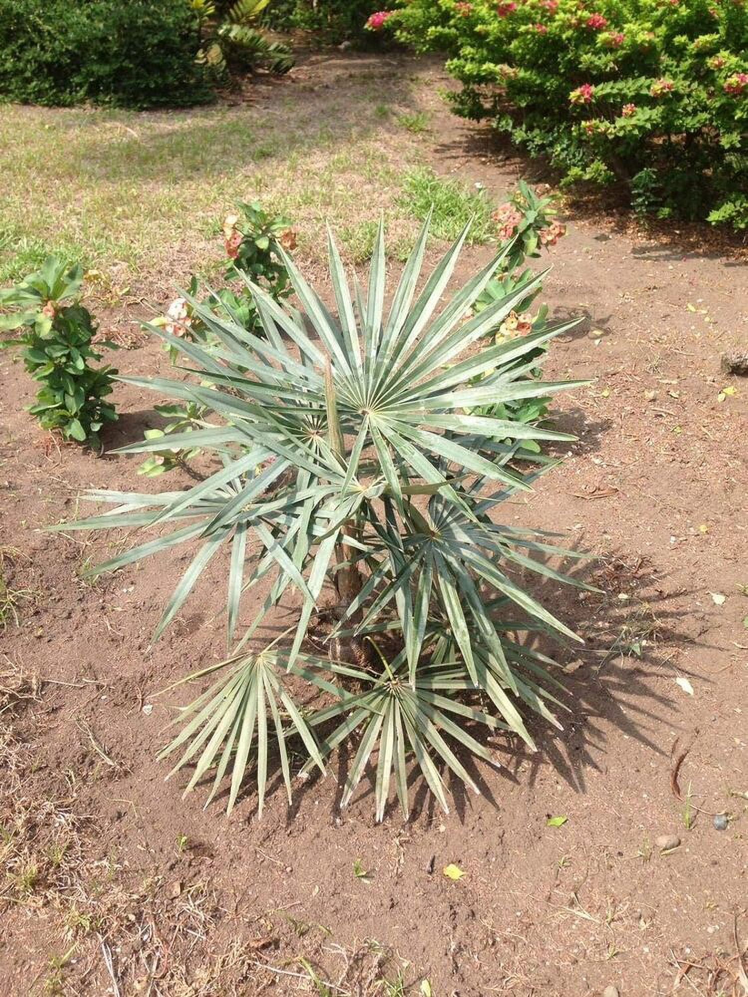 Thatch Palm 'Azul' - Live Plant in a 1 Gallon Pot - Coccothrinax Azul ...