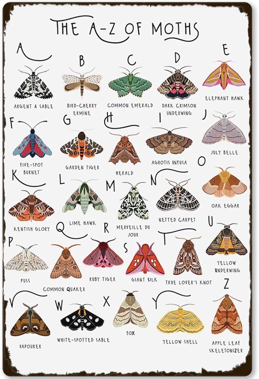 The A Z Of Moths Tin Signs Moth Types Knowledge Plaques Children ...