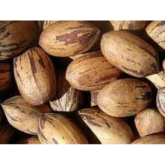 Bulk Pecans Shell