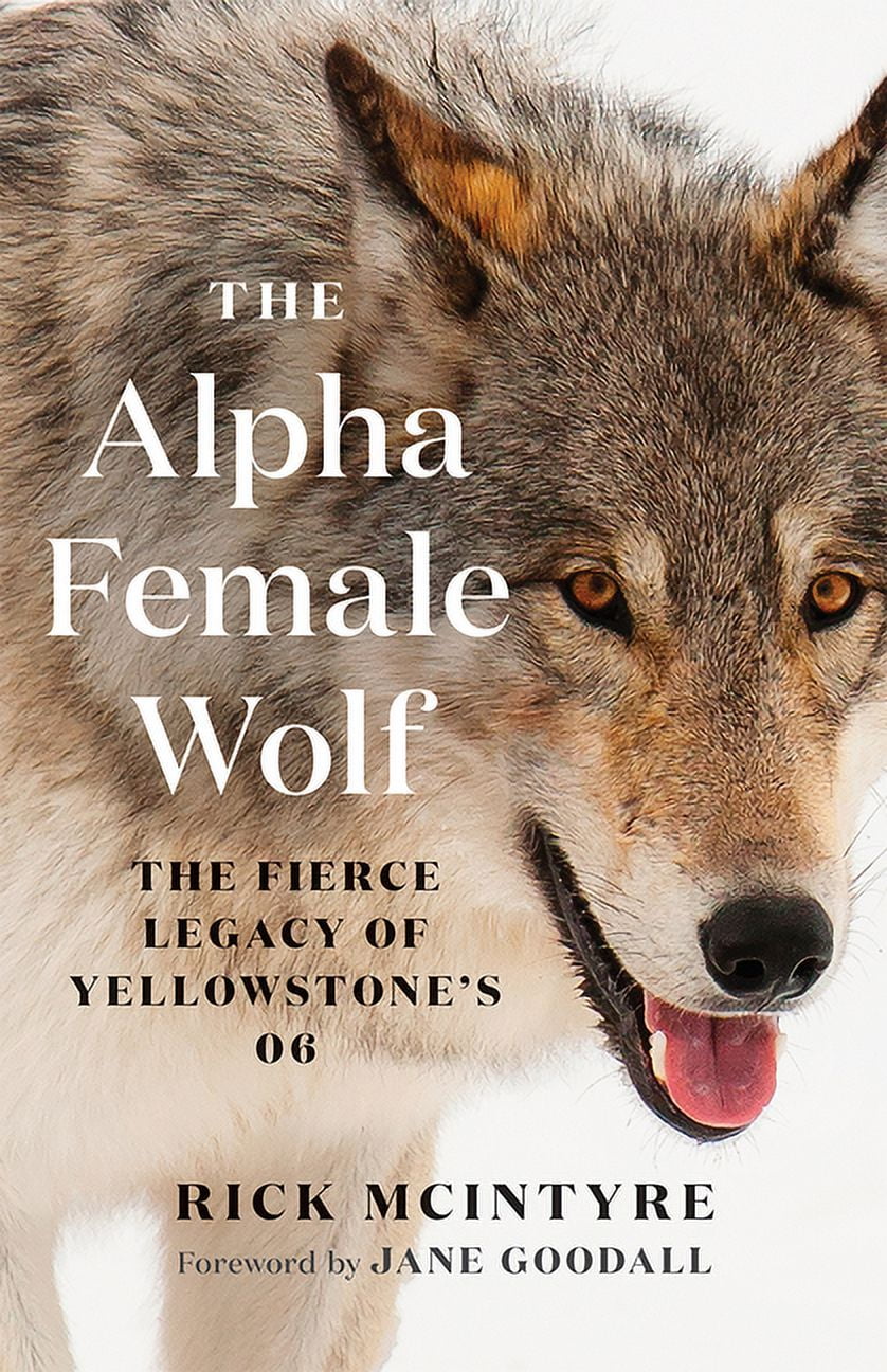 The Alpha Wolves of Yellowstone: The Alpha Female Wolf : The Fierce ...