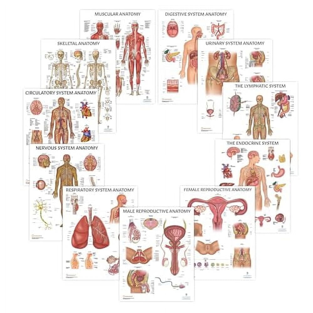 The Anatomy Lab Human Body Systems Laminated Poster Set - Walmart.com